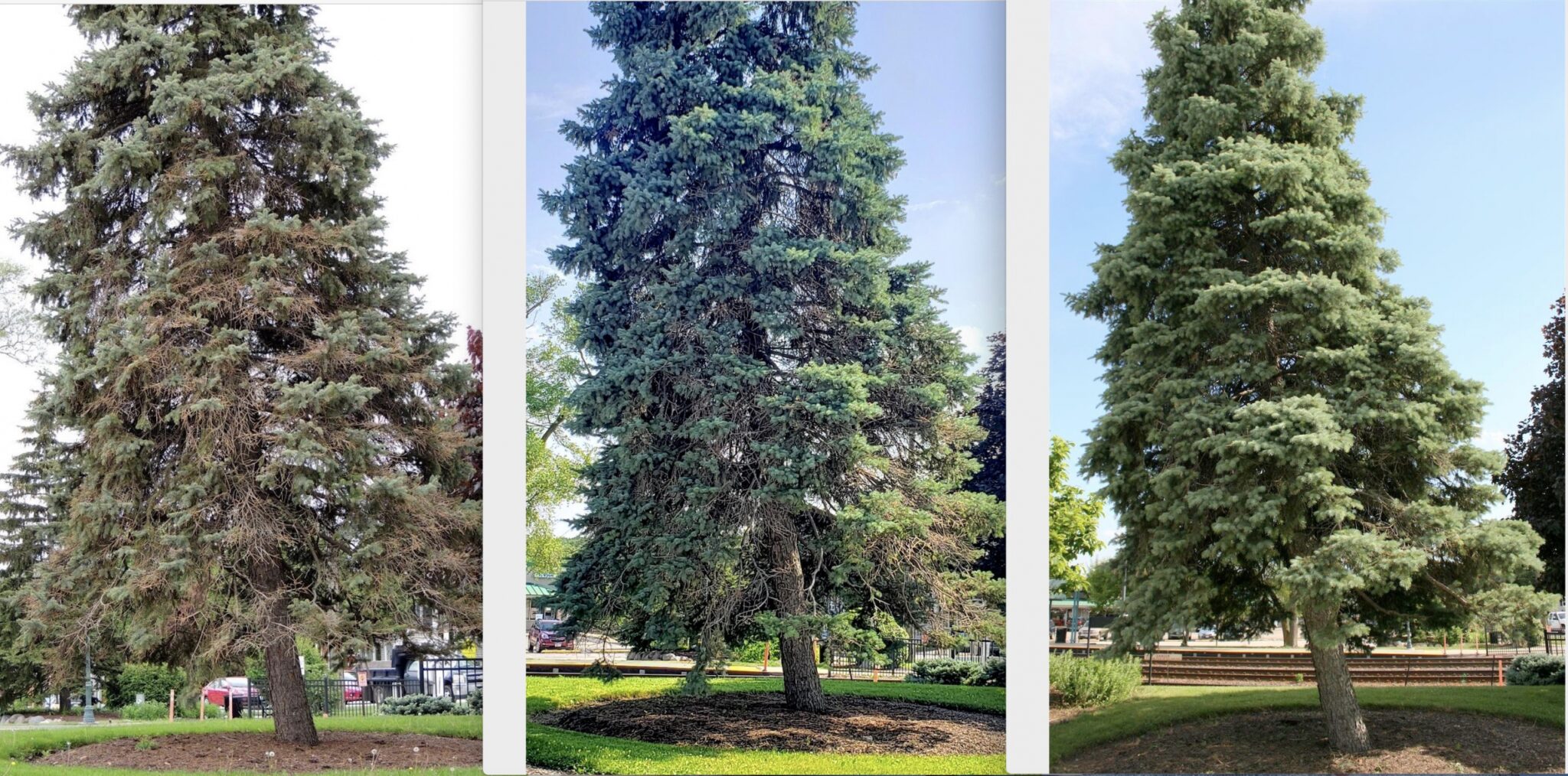 Rhizosphaera | Tree Green in Winfield, IL