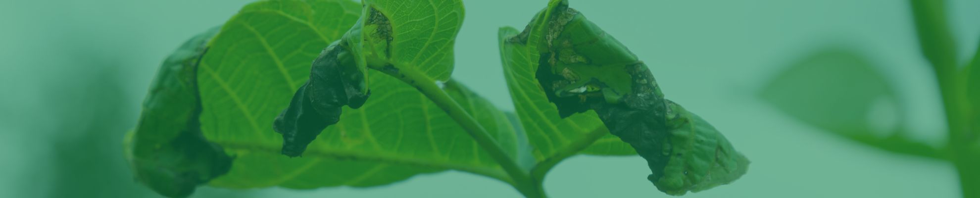 Fungus Control | Tree Green, Your Tree M.D.