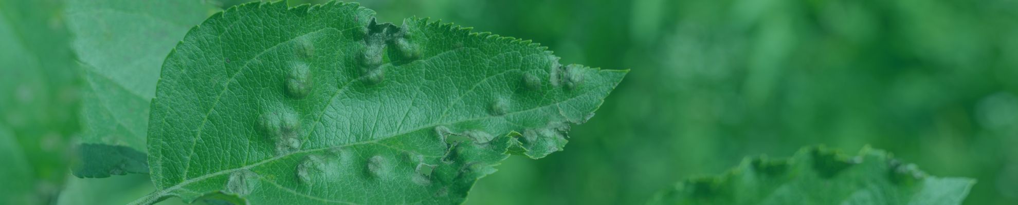 Apple Scab Tree Fungus | Tree Green Winfield, IL