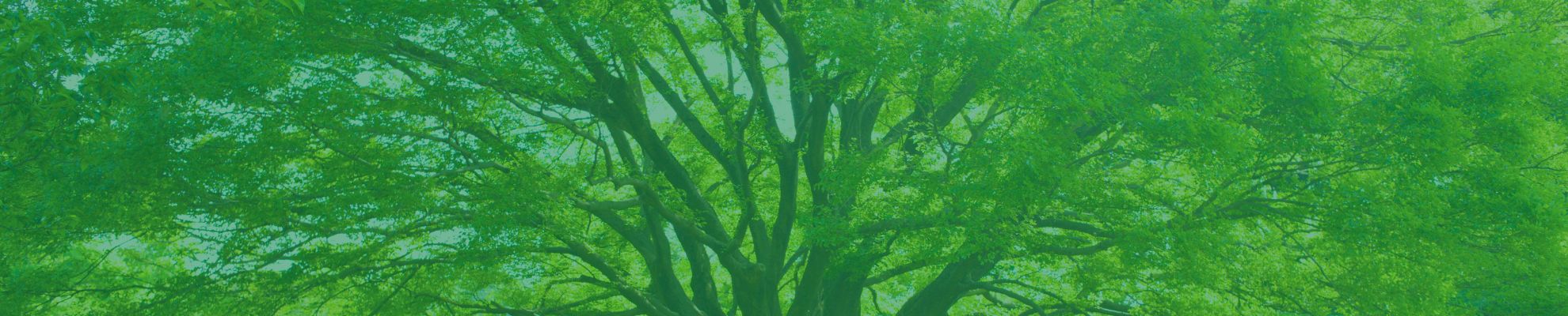 Tree Treatment in West Chicago | Tree Green MD