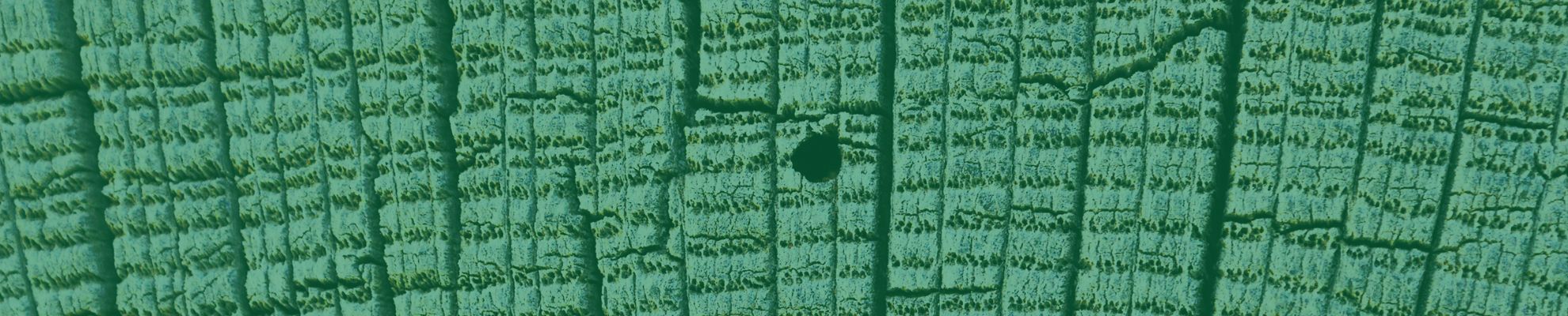 Borers | Tree Green, Your Tree M.D. in Geneva and Beyond