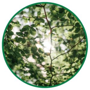 Tree Diagnosis and Assessment | Tree Green, Your Tree MD