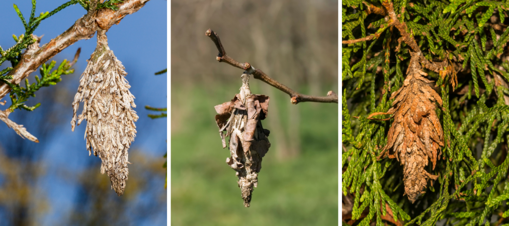 Bagworm | Tree Green, Your Tree M.D. in Naperville and More