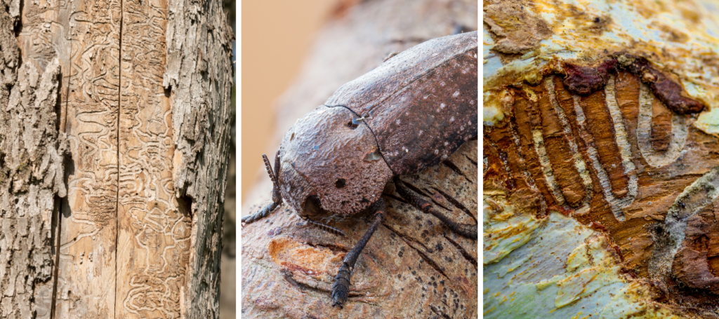 Borers | Tree Green, Your Tree M.D. in Geneva and Beyond