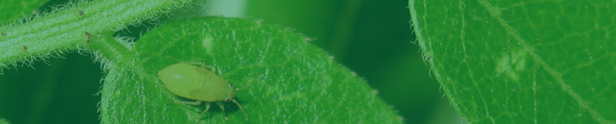 Locust Plant Bugs | Tree Green, Certified Arborists in IL