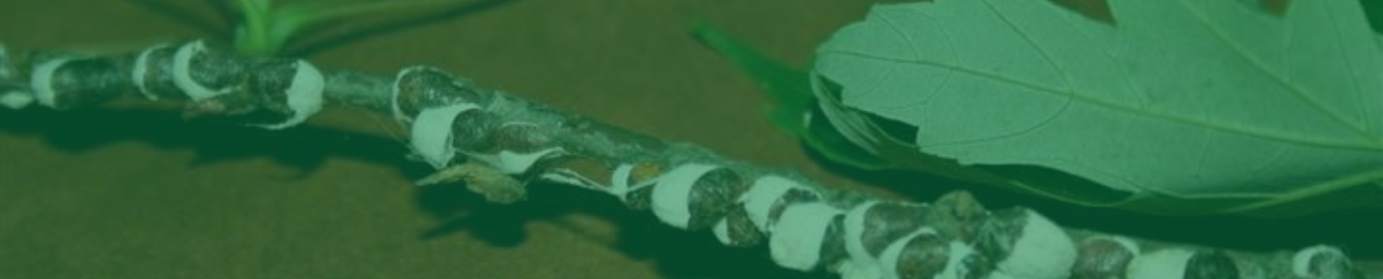 Scale Insects | Tree Green, Your Tree M.D. in Winfield