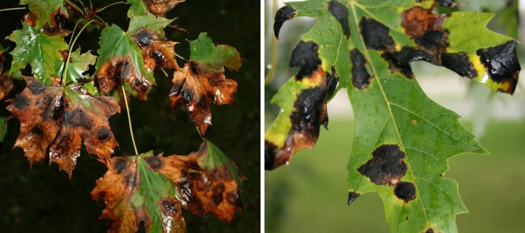 Tar Spot | Tree Green, Your Tree M.D. in Illinois