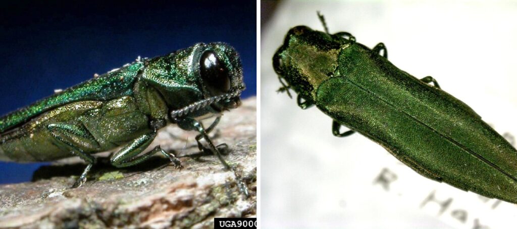 Emerald Ash Borer | Tree Green Certified Arborists in IL