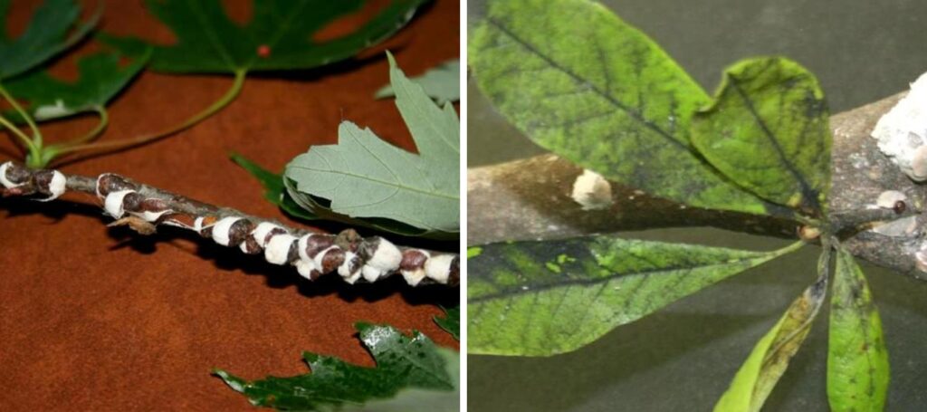 Scale Insects | Tree Green, Your Tree M.D. in Winfield