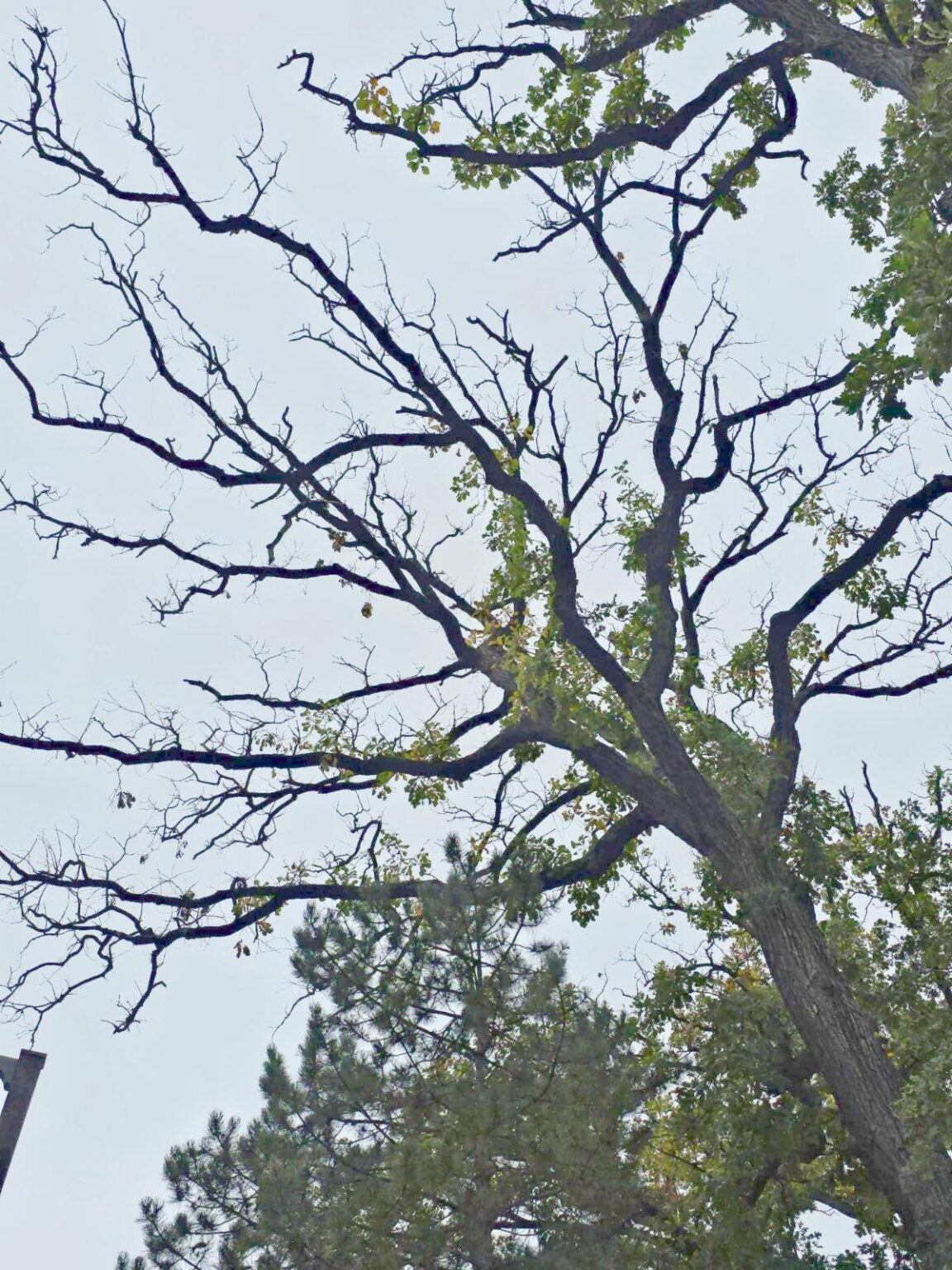 FOUR TREES, FOUR STAGES OF DECLINE | Tree Green