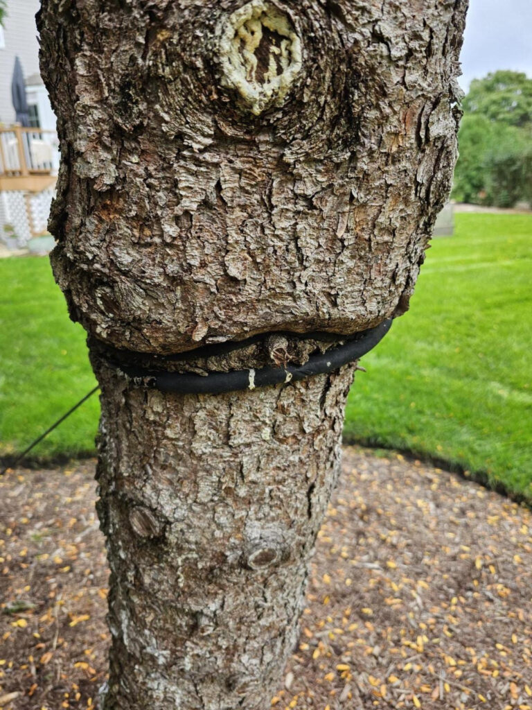 FOUR TREES, FOUR STAGES OF DECLINE | Tree Green