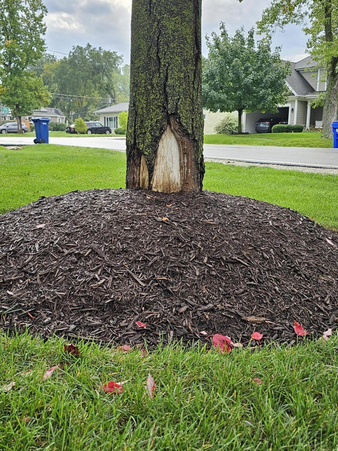 FOUR TREES, FOUR STAGES OF DECLINE | Tree Green