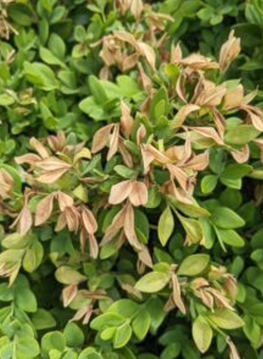 Boxwood Troubles: Mites, Leafminers, Winter Burn & Blight | Tree Green MD