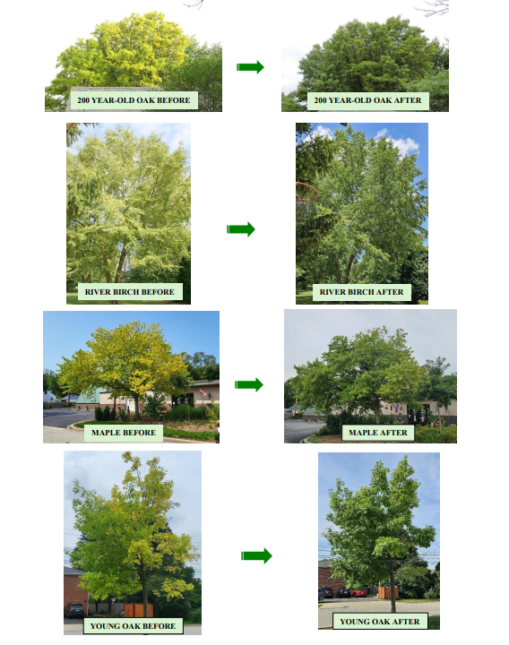 Understanding Chlorosis: Why Trees Turn Yellow—and How to Save Them ...